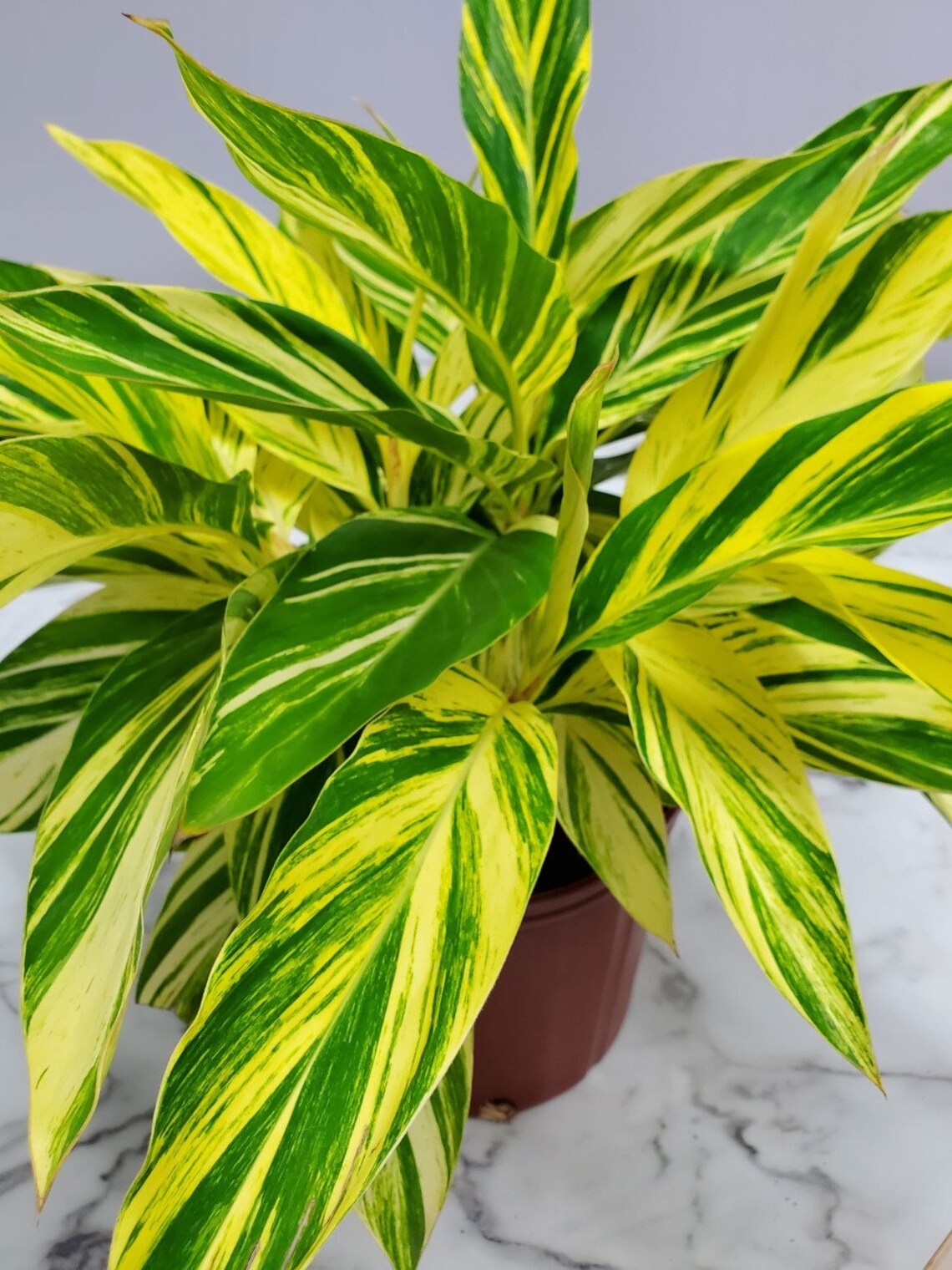 Live Variegated Ginger Plant Tropical Foliage Plant | Etsy