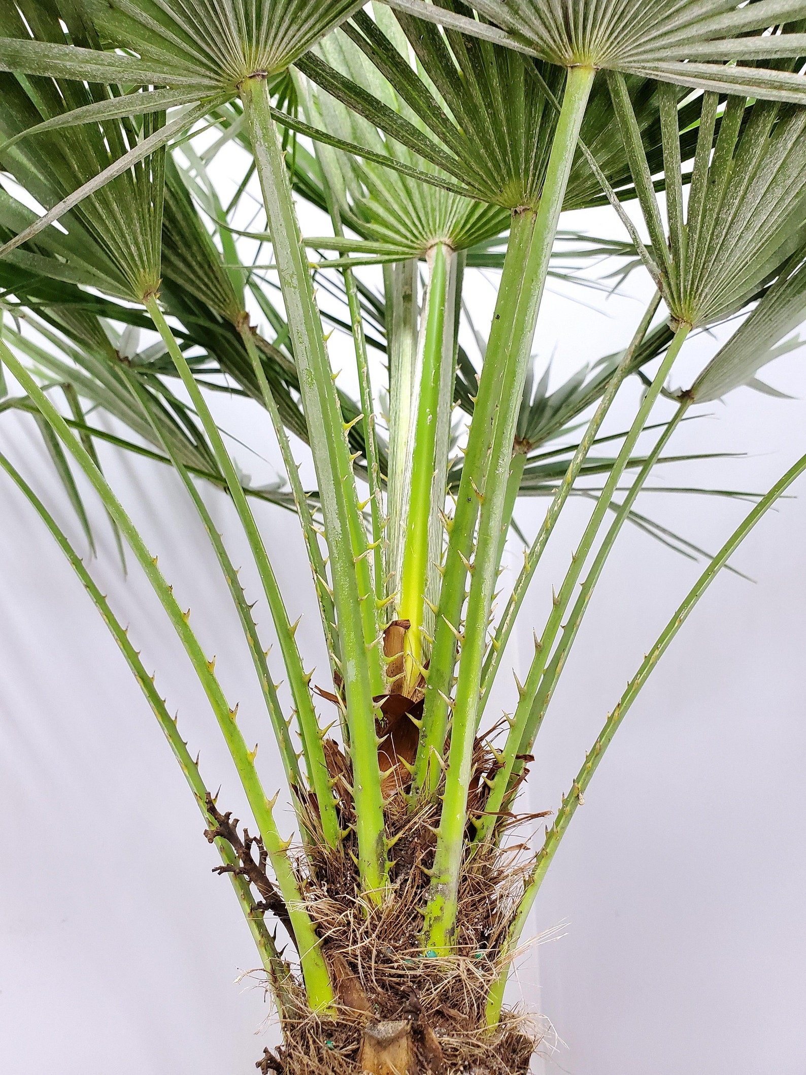 European Fan Palm Live Palm Tree Overall Height 30 - Etsy
