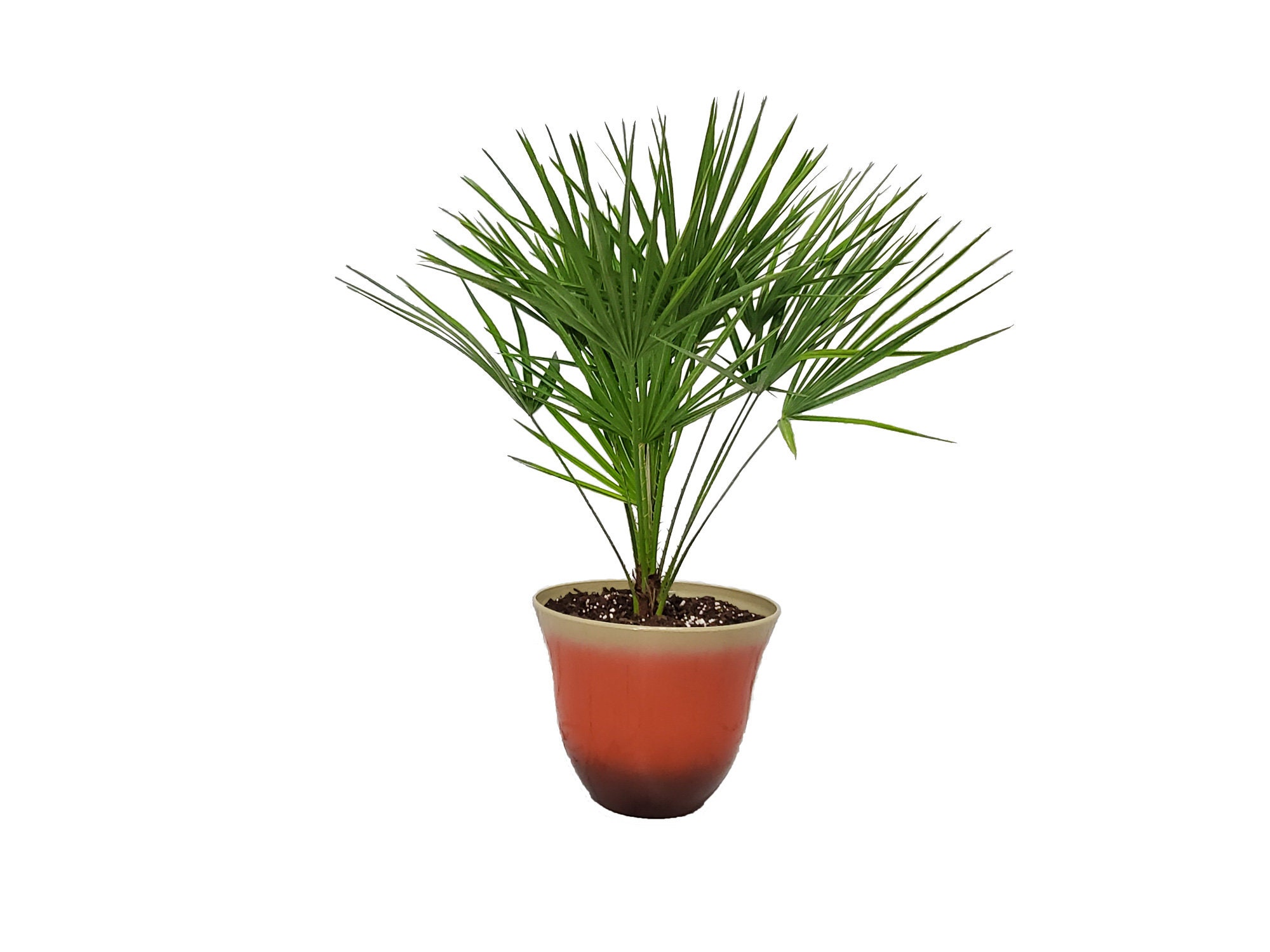 European Fan Palm With Pot and Soil - Live Palm Tree - Garden Plant Kit ...