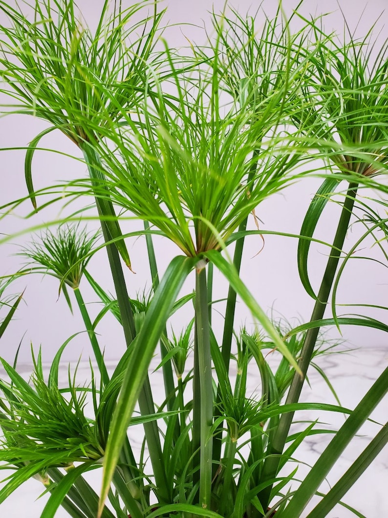 Live Dwarf Papyrus Plant 22 to 26 Overall - Etsy