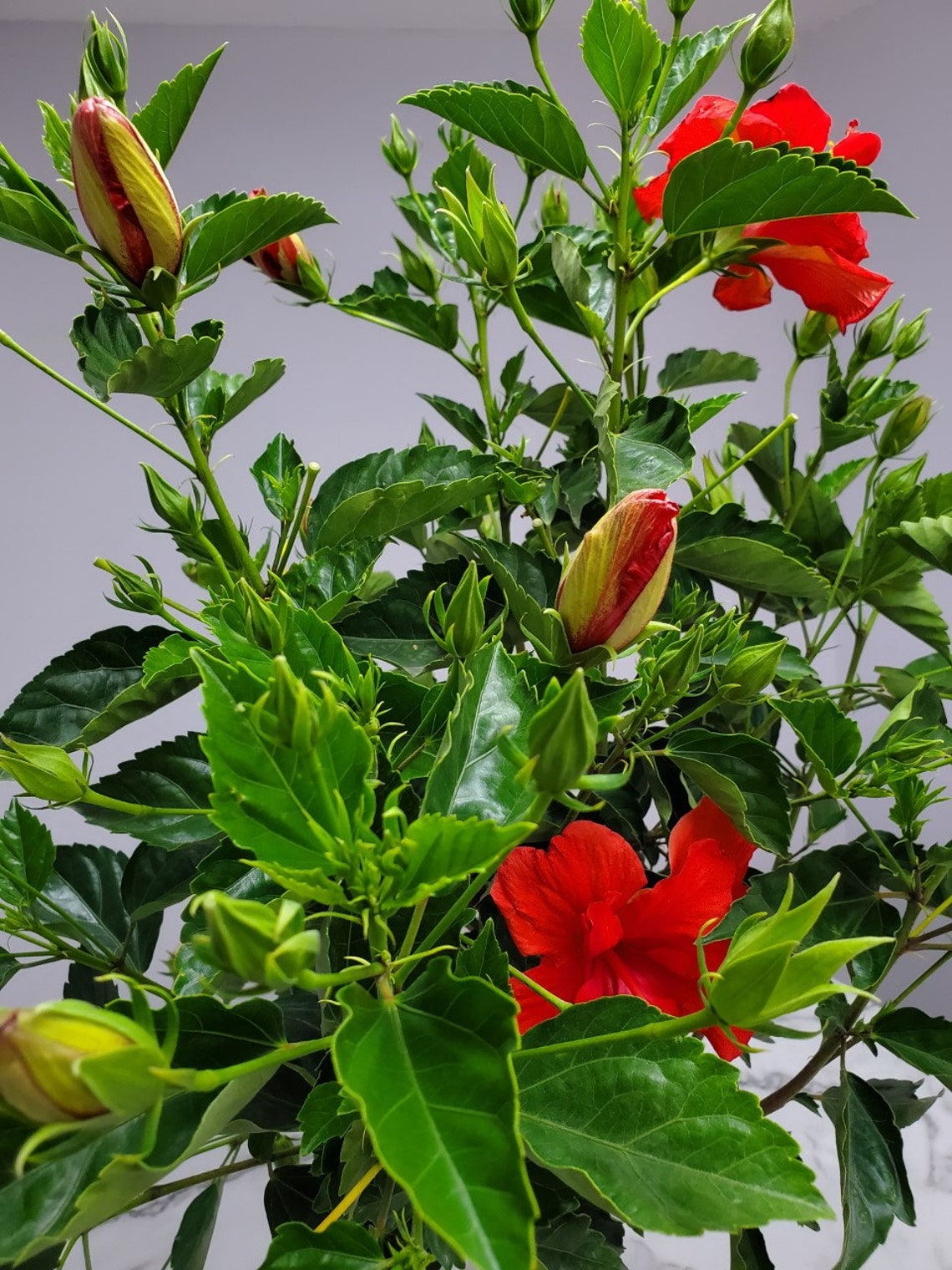 Red Standard Hibiscus Tree Overall Height 44 to 48 - Etsy