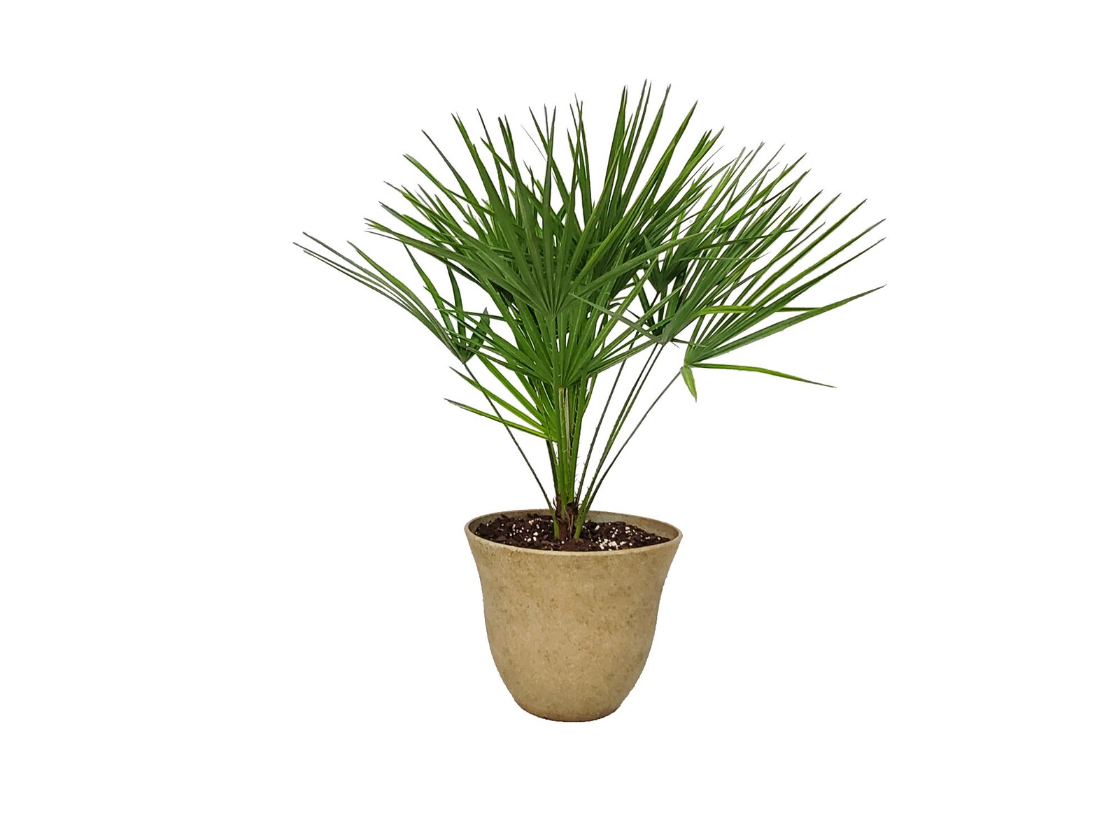 European Fan Palm With Pot and Soil - Live Palm Tree - Garden Plant Kit ...