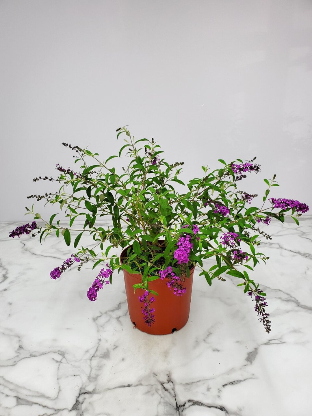 Buddleia Bush Royal Purple - Live Flowering Plant - Overall Height 18 ...