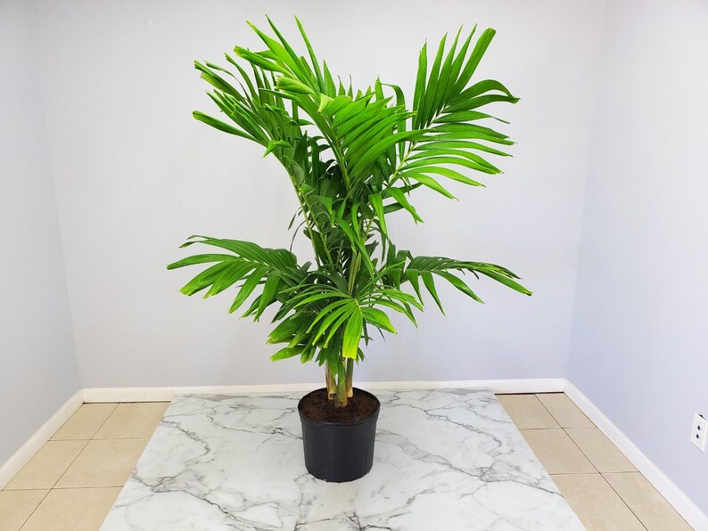 Tropical Palm Tree Adonidia Christmas Palm Tropical - Etsy