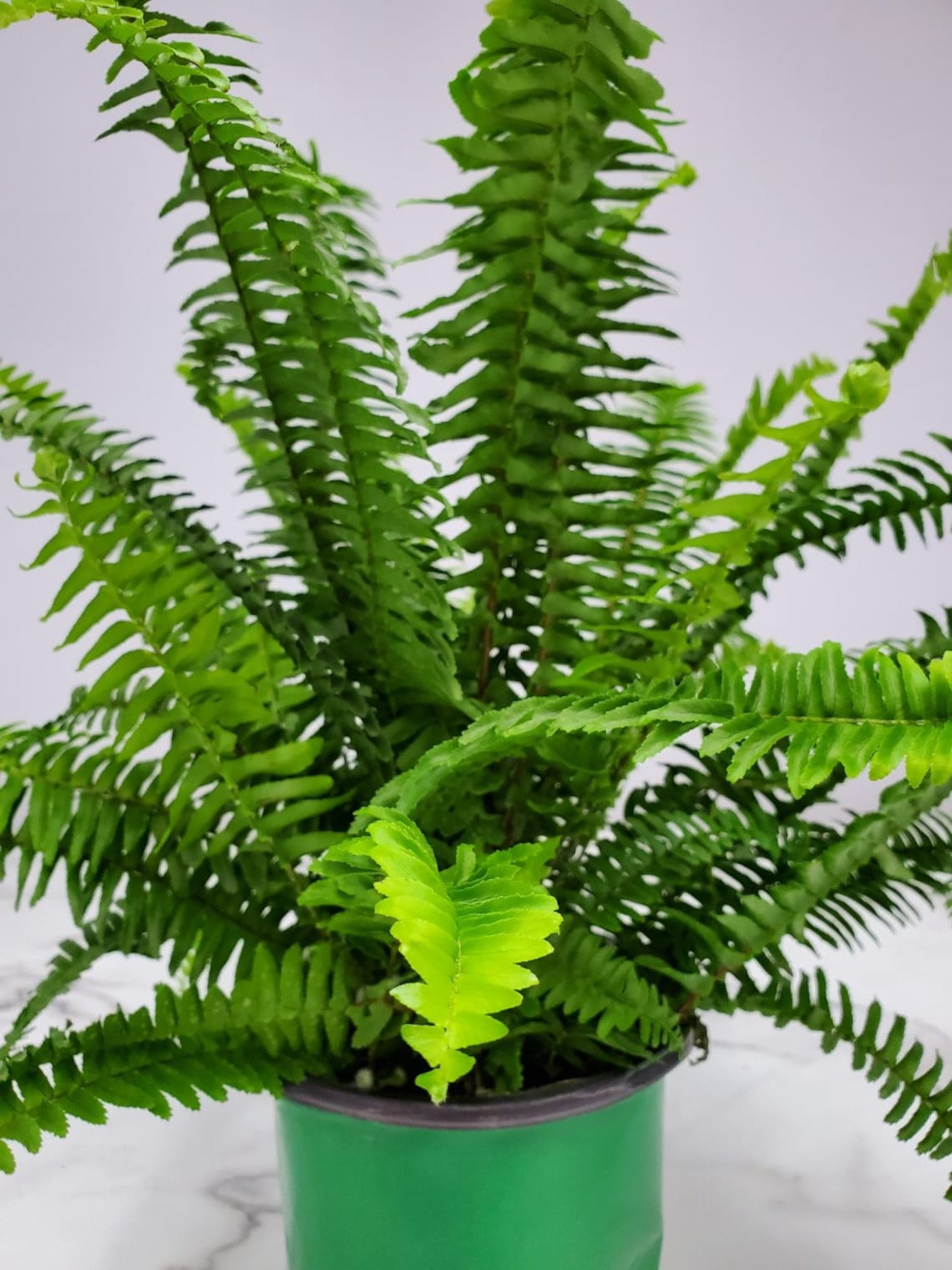 Live Kimberly Queen Fern Plant - Tropical Foliage - Live Outdoor Plants ...