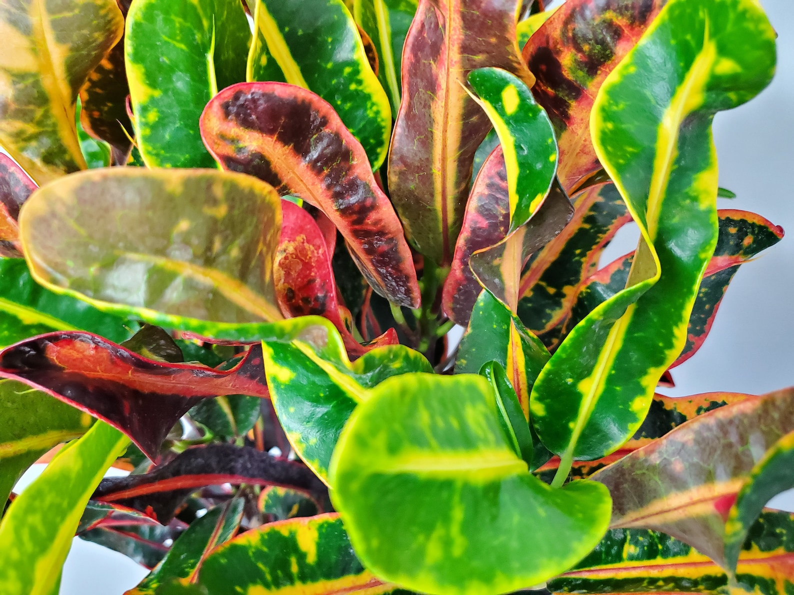 Croton Plant - Croton Mammy - Live Plant - Overall Height 24" to 28 ...