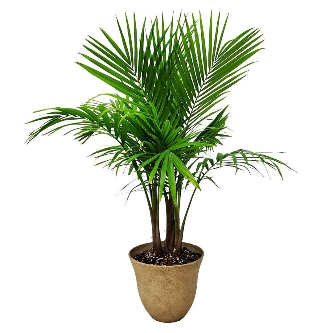 Majesty Palm Tree Plant With Pot - Lightweight Resin Planter and Plant ...