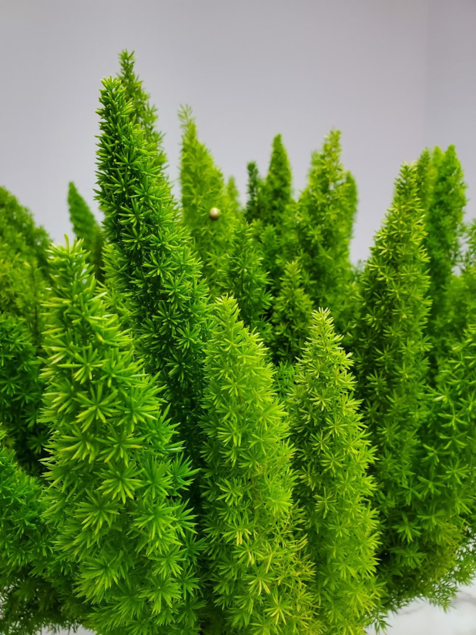 Foxtail Fern Plant - Upright Fern - Live Plant - Tropical Foliage ...