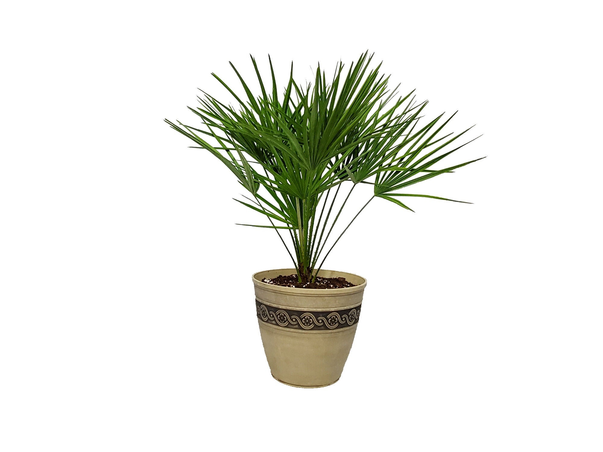 European Fan Palm With Pot and Soil - Live Palm Tree - Garden Plant Kit ...