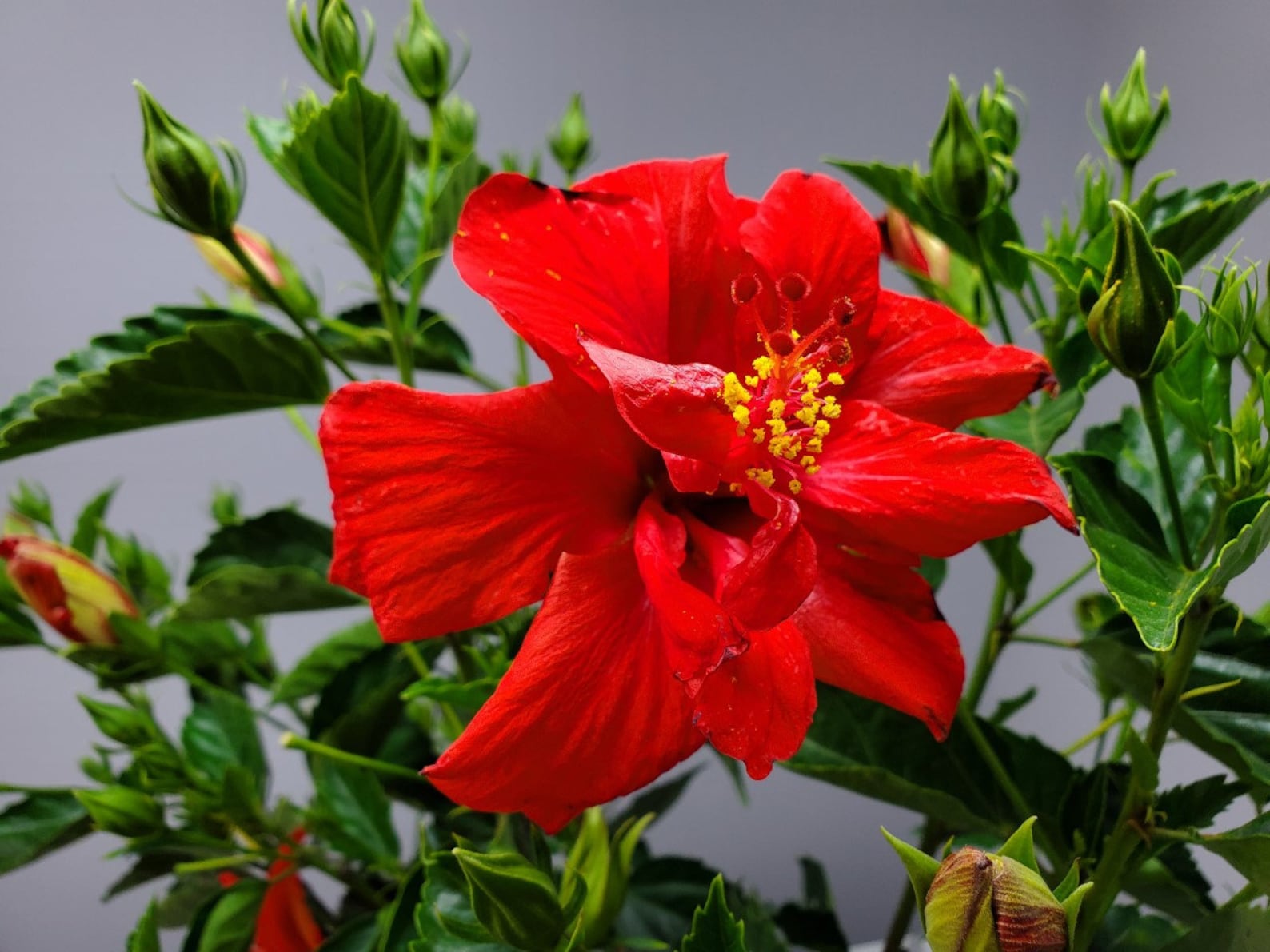 Red Standard Hibiscus Tree Overall Height 44 to 48 - Etsy