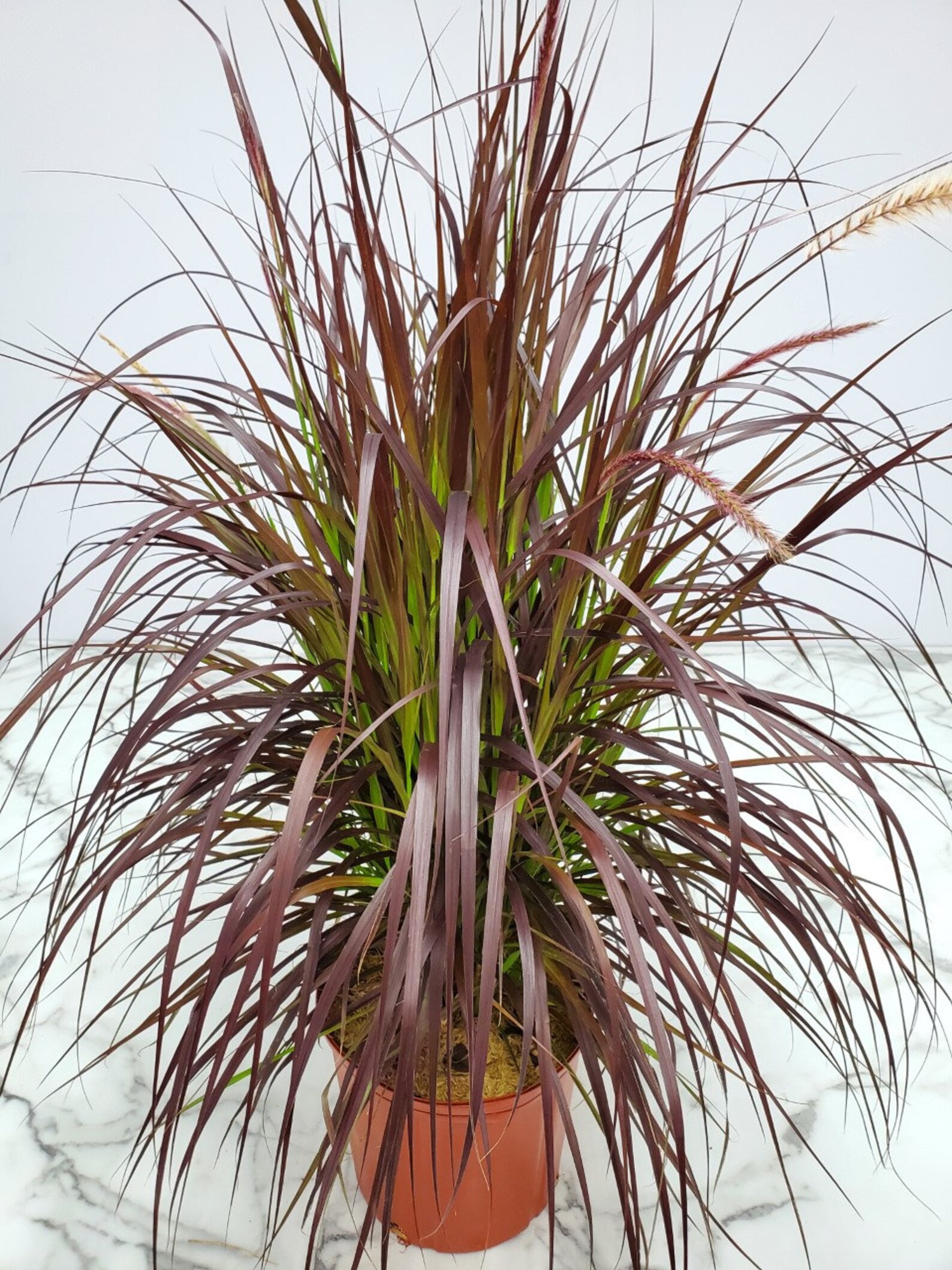 Red Fountain Grass Plant Live Tropical Grass Foliage | Etsy
