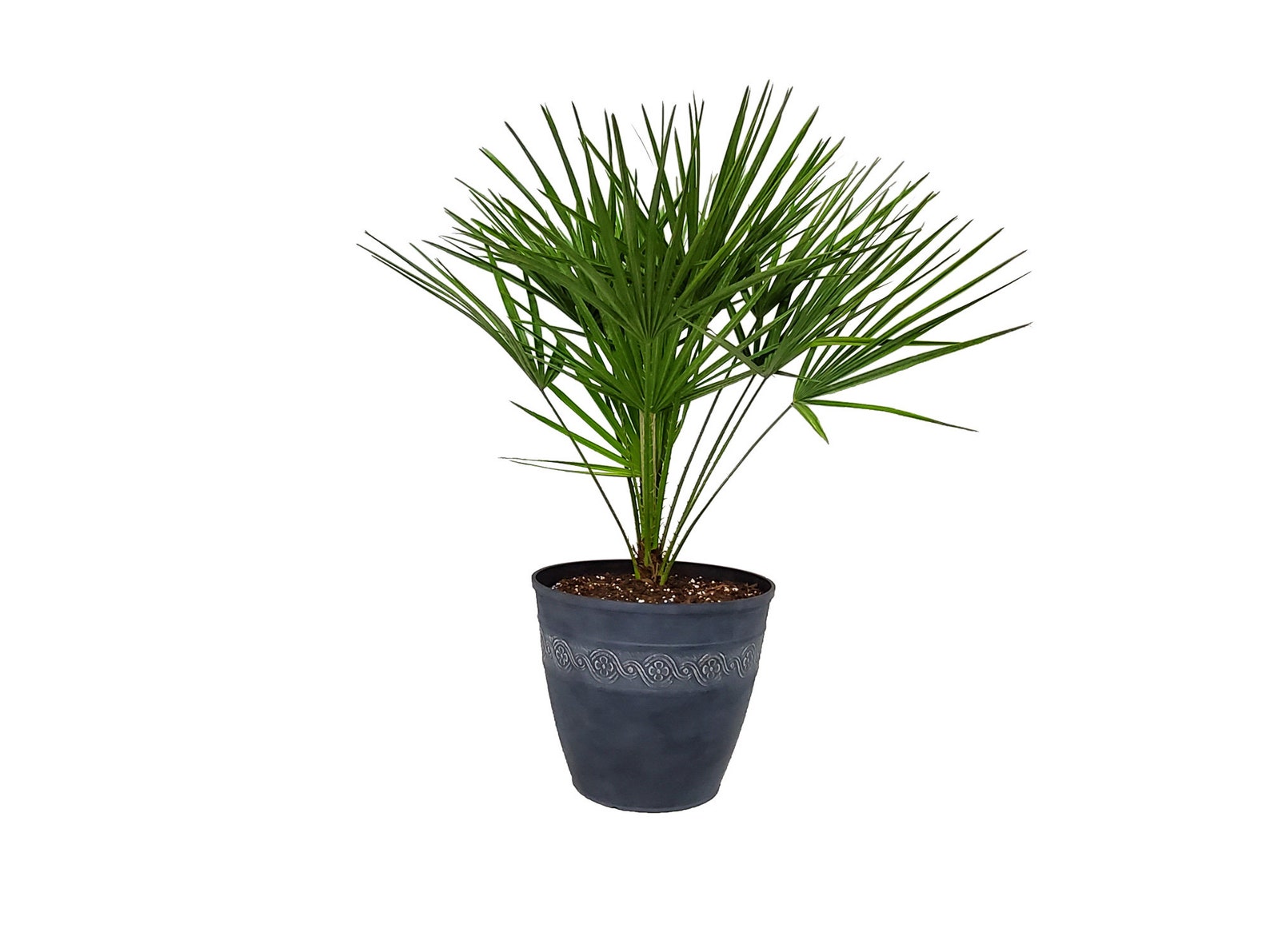 European Fan Palm With Pot and Soil - Live Palm Tree - Garden Plant Kit ...