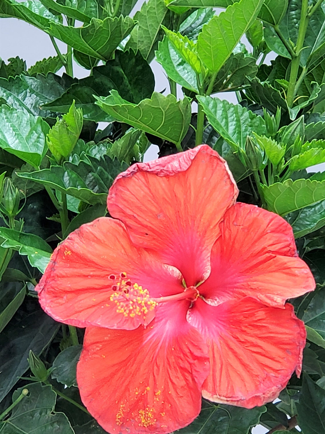 Red Braided Hibiscus Tree Plant Flowering Tree Plant Live - Etsy