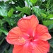 Red Braided Hibiscus Tree Plant Flowering Tree Plant Live Overall ...