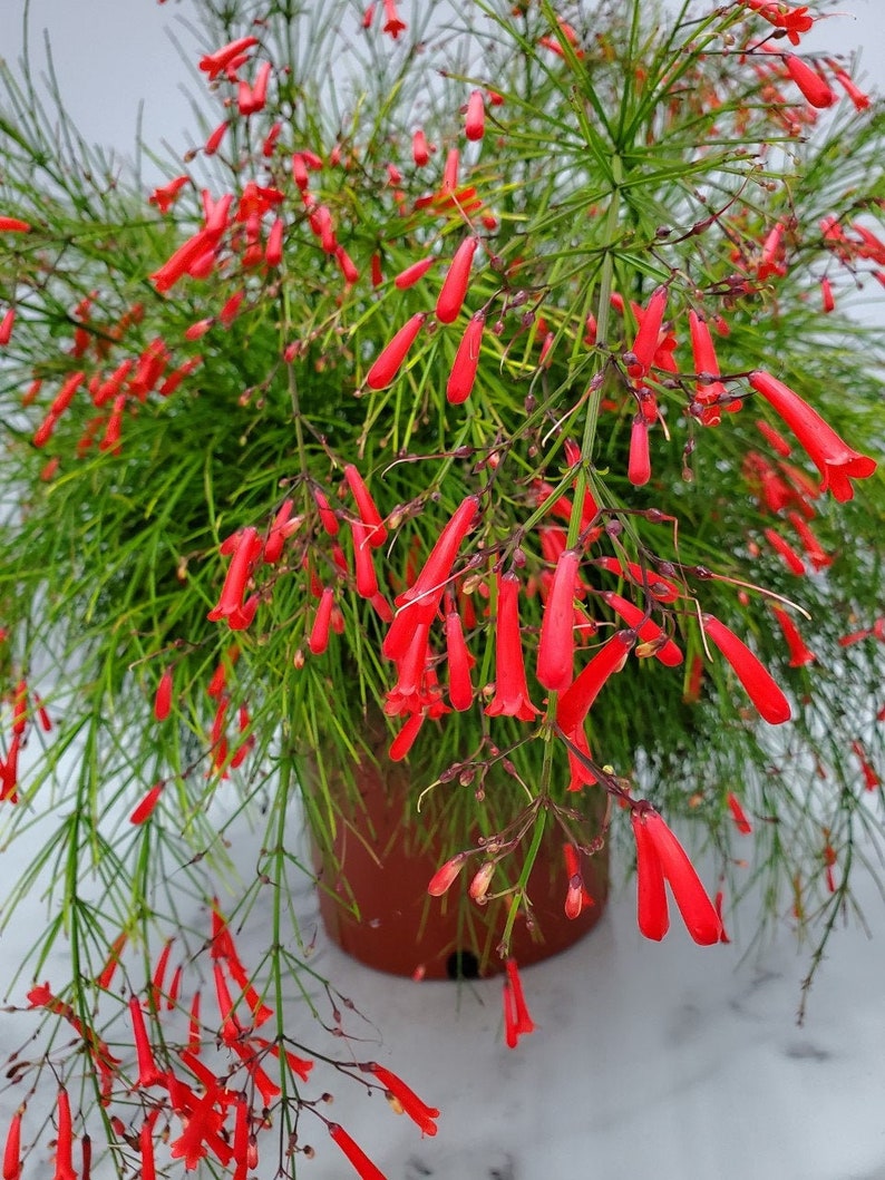 Red Firecracker Plant Bush - Overall Height 20" to 24" - Tropical ...