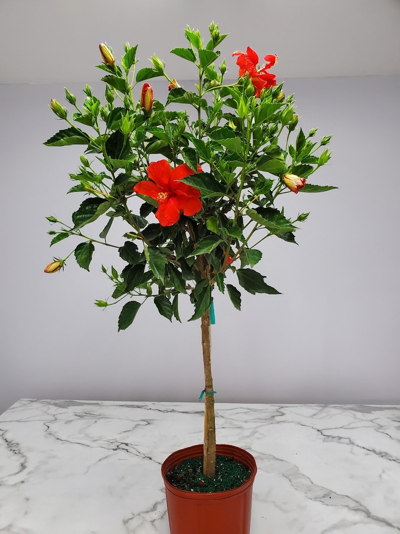 Red Standard Hibiscus Tree Overall Height 44 to 48 - Etsy