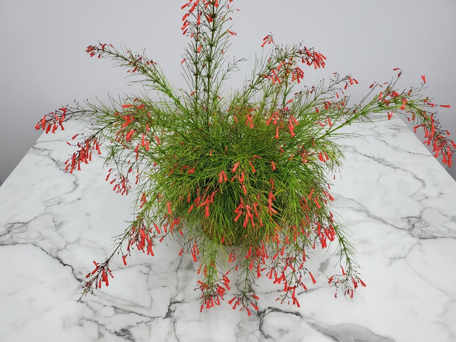 Red Firecracker Plant Bush - Overall Height 20" to 24" - Tropical ...