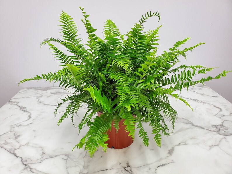 Macho Fern - Live Plant Outdoor Foliage - Overall Height 30" to 36 ...