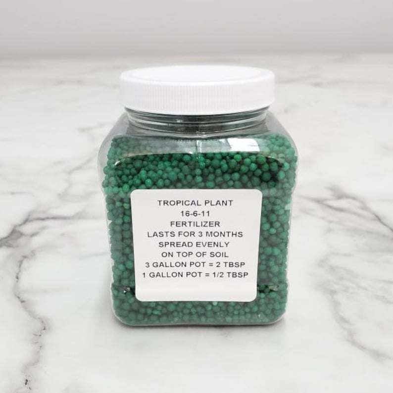 Red Shrimp Plant Braided Flower Tree Live Plants Exotic - Etsy