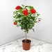 Double Red Standard Hibiscus Tree Overall Height 38 to - Etsy