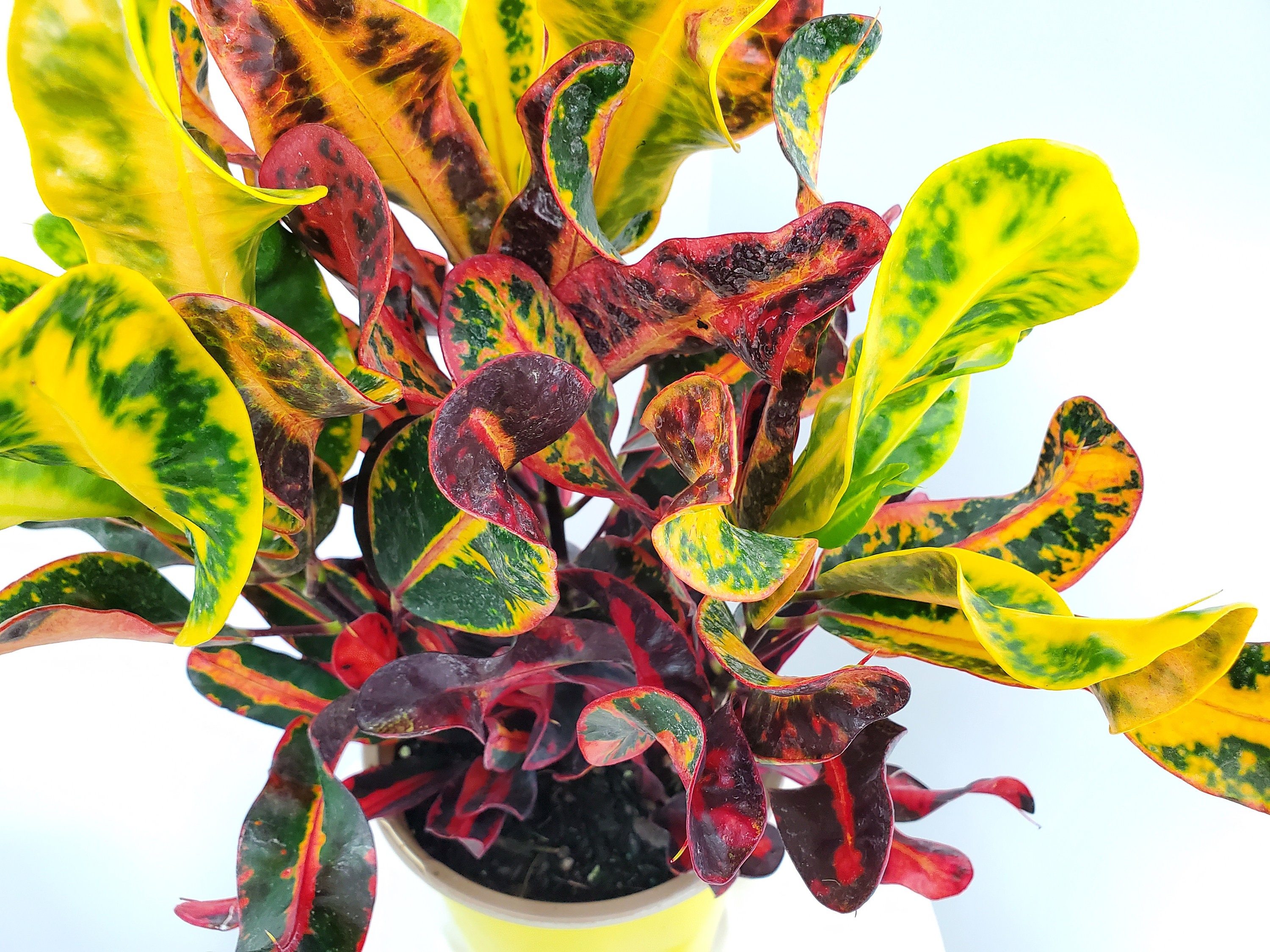 Croton Mammy Variegated Houseplant Overall Height 16 - Etsy