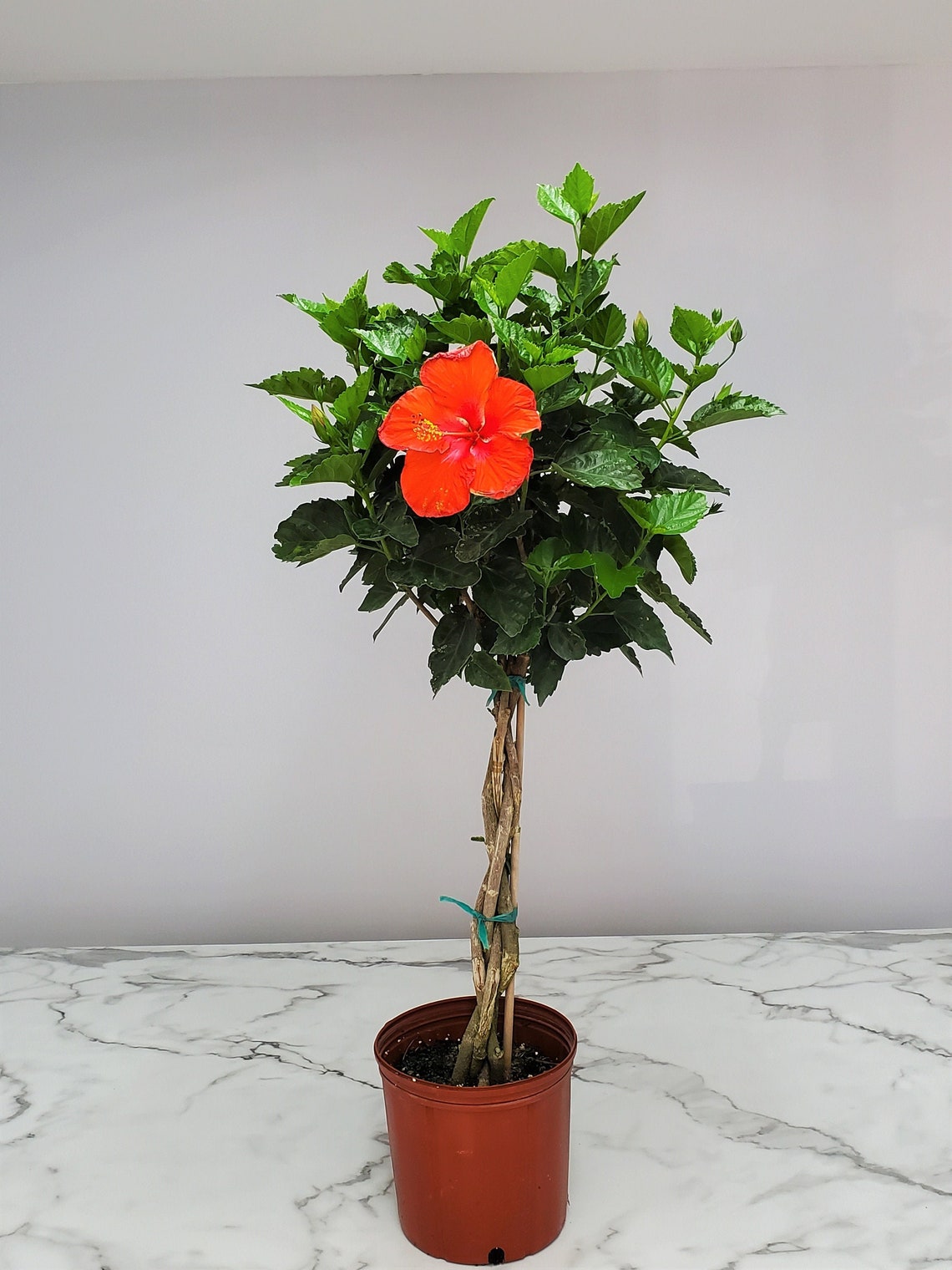 Red Braided Hibiscus Tree Plant - Flowering Tree Plant Live - Overall ...