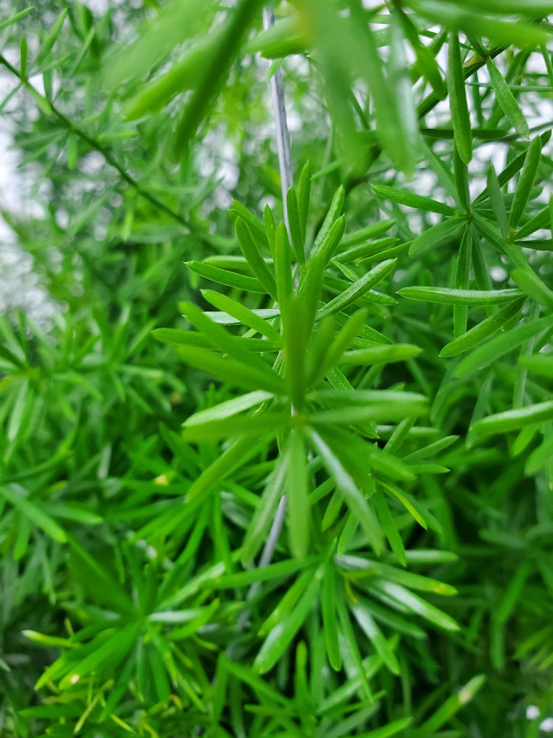 Sprengeri Asparagus Fern Plant Hanging Plant Live Exotic | Etsy