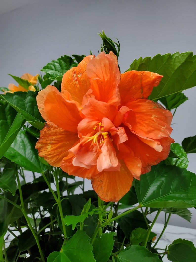 Hibiscus Bush Double Peach Live Flowering Plant Overall - Etsy