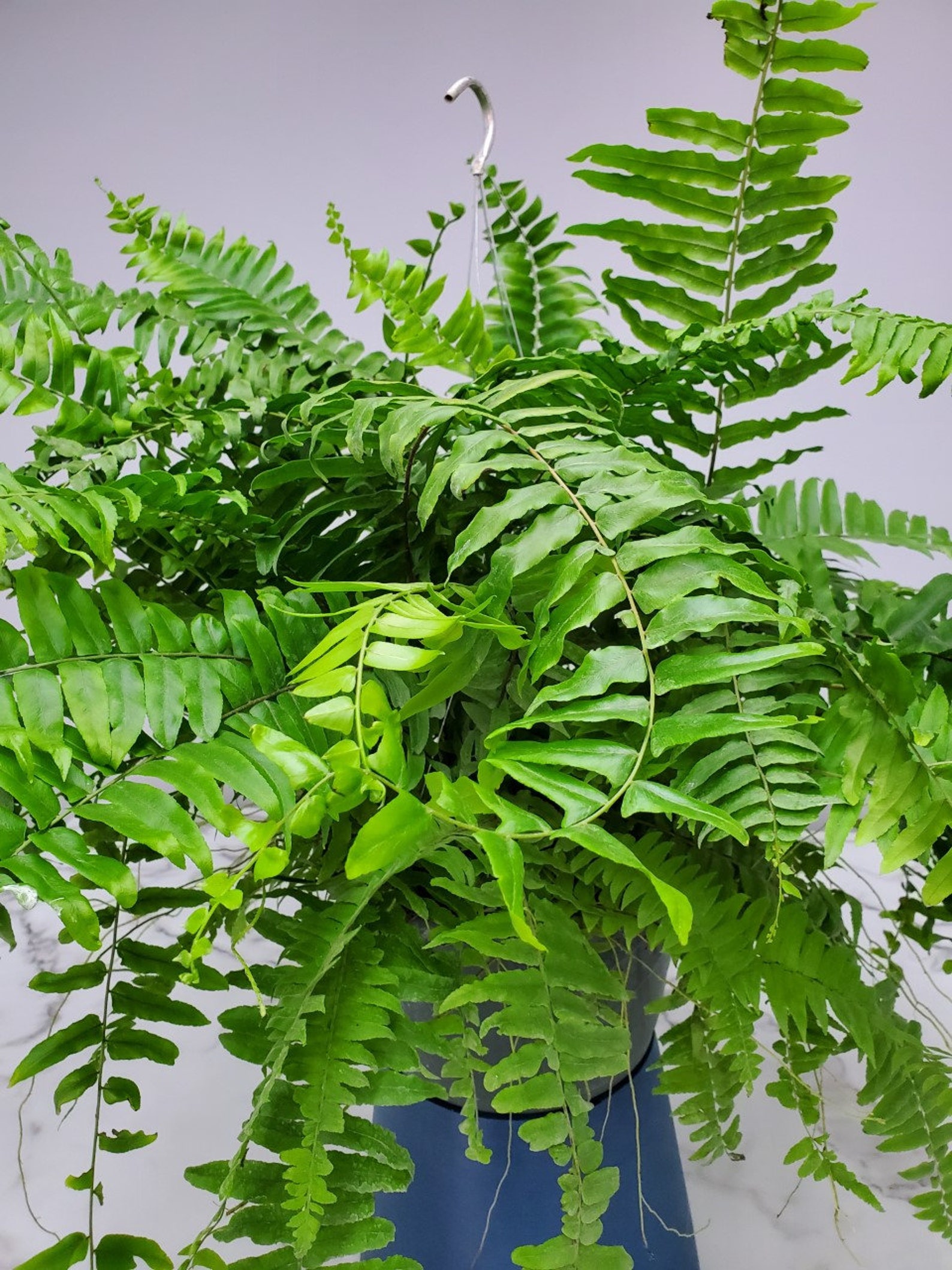 Fern Plant - Macho Fern - Hanging Plant Live - Tropical Foliage - Easy ...