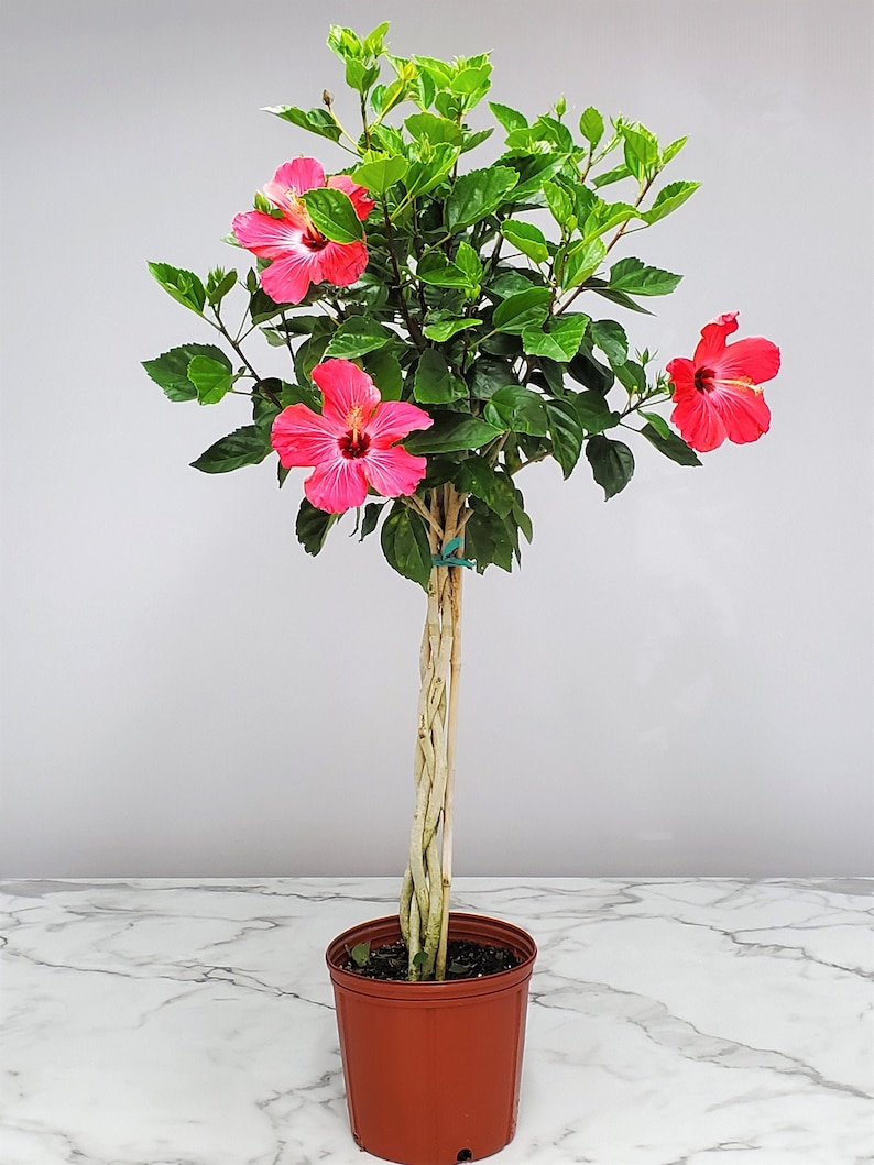 Pink Braided Hibiscus Tree - Overall Height 38" to 44" - Tropical ...