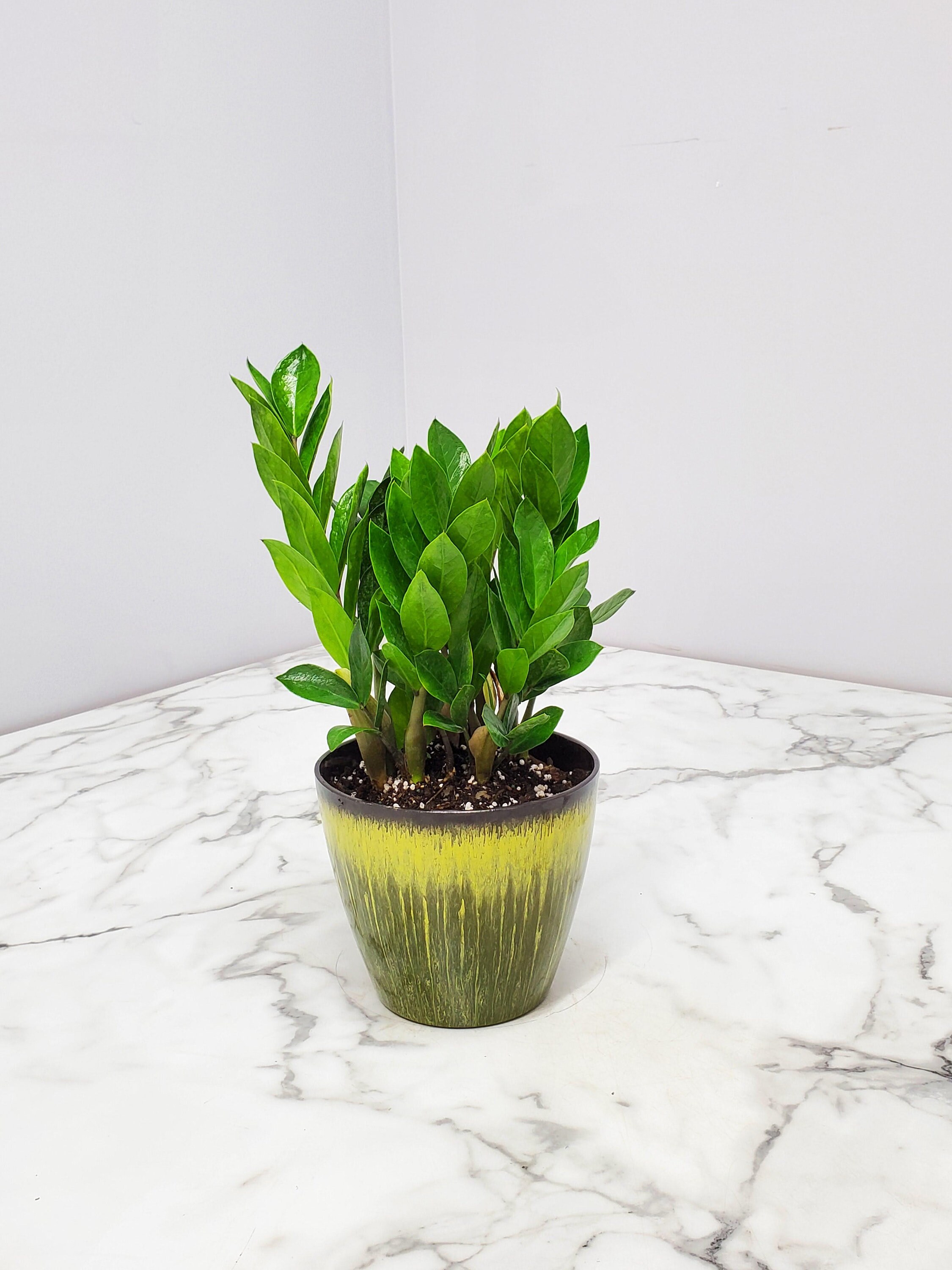 Willow Green Planter Pot - Resin Pot - Green Pot - Office Decor - 8 ...
