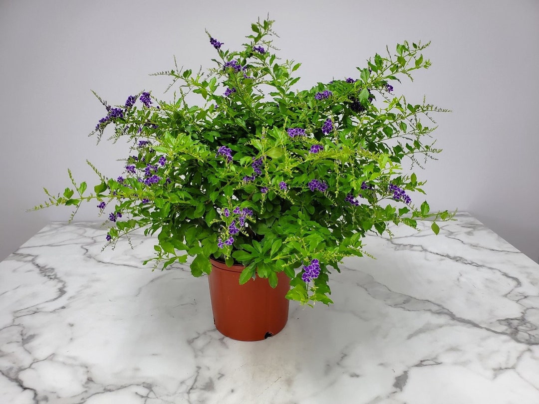 Duranta Plant Live - Flowering Shrubs - Garden - Tropical Plants Live ...