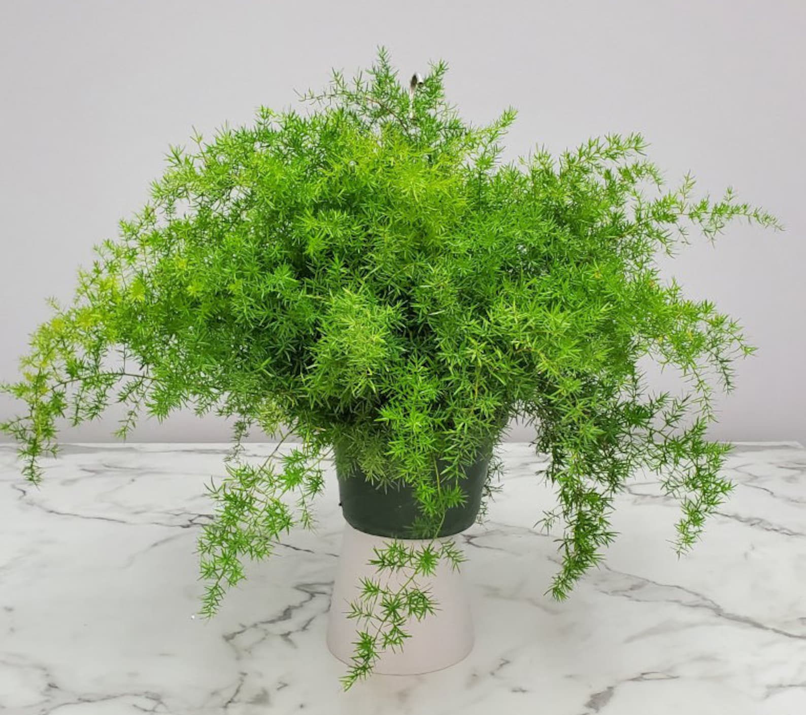 Sprengeri Asparagus Fern Plant Hanging Plant Live Exotic | Etsy