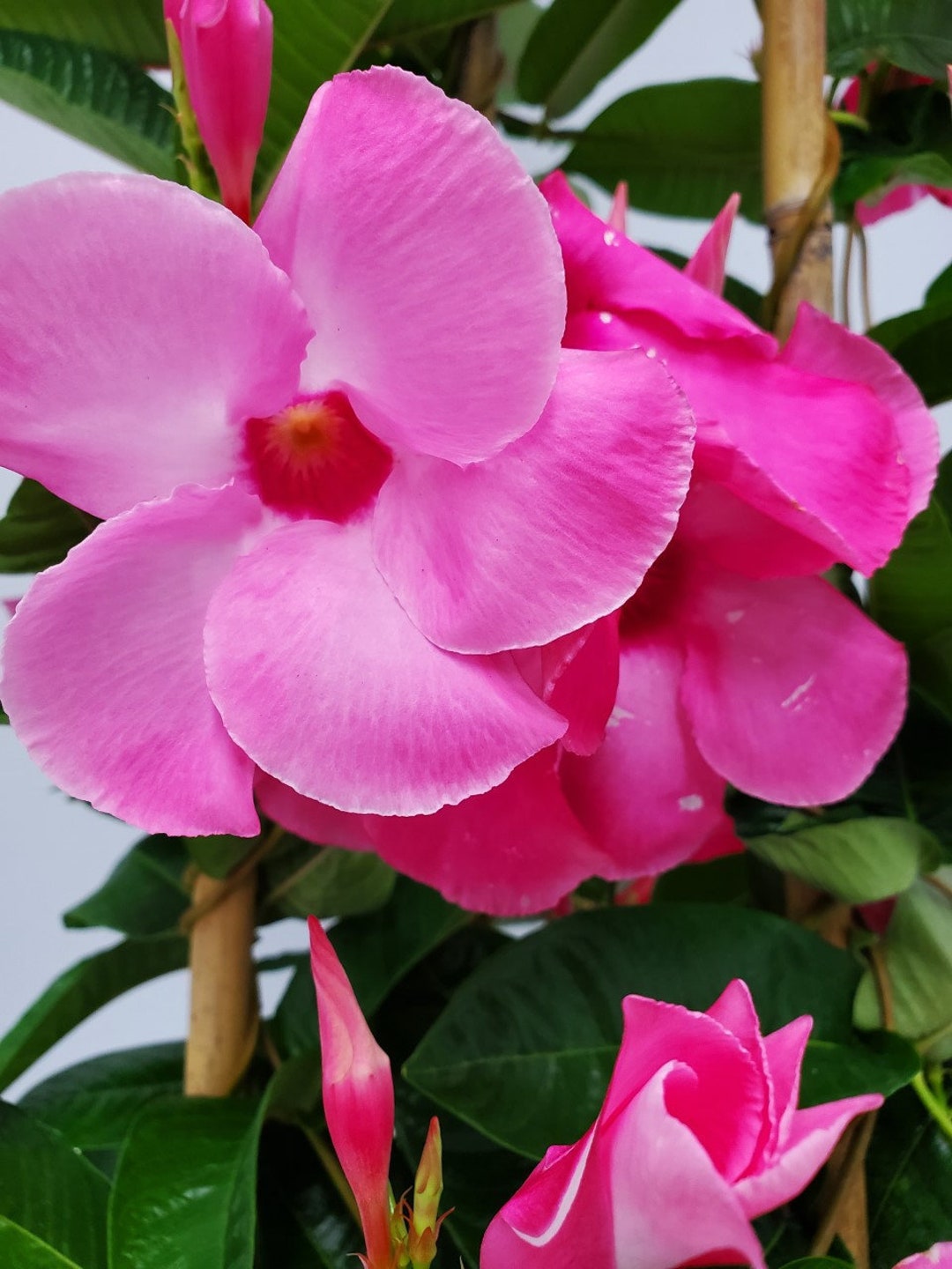 Large Pink Mandevilla Plant - Live Flowering Plant Trellis - Overall ...