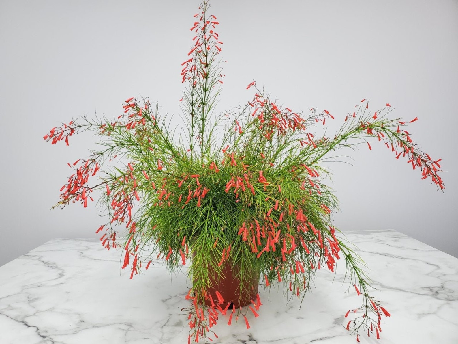 Red Firecracker Plant Bush - Overall Height 20" to 24" - Tropical ...