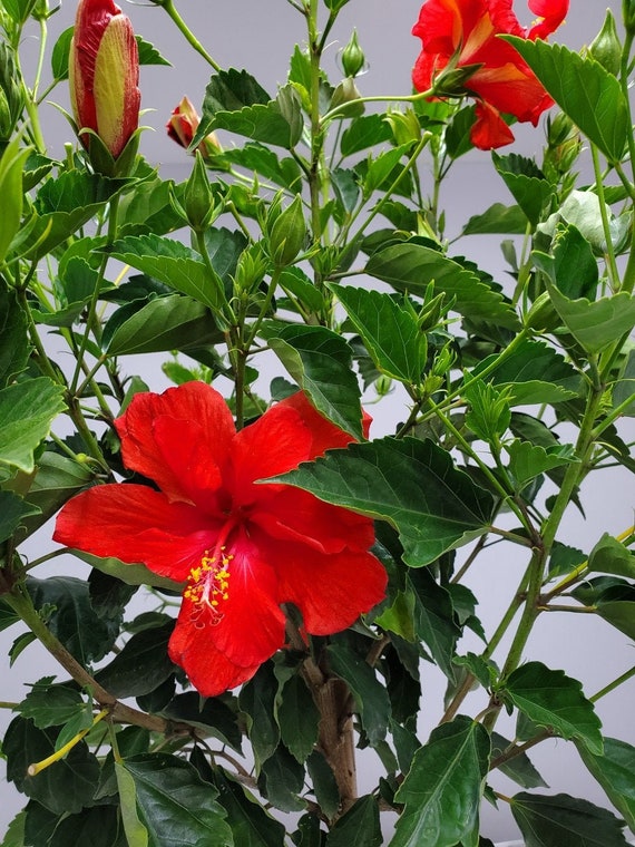 Red Hibiscus Tree