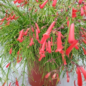 Red Firecracker Plant Bush - Overall Height 20" to 24" - Tropical ...