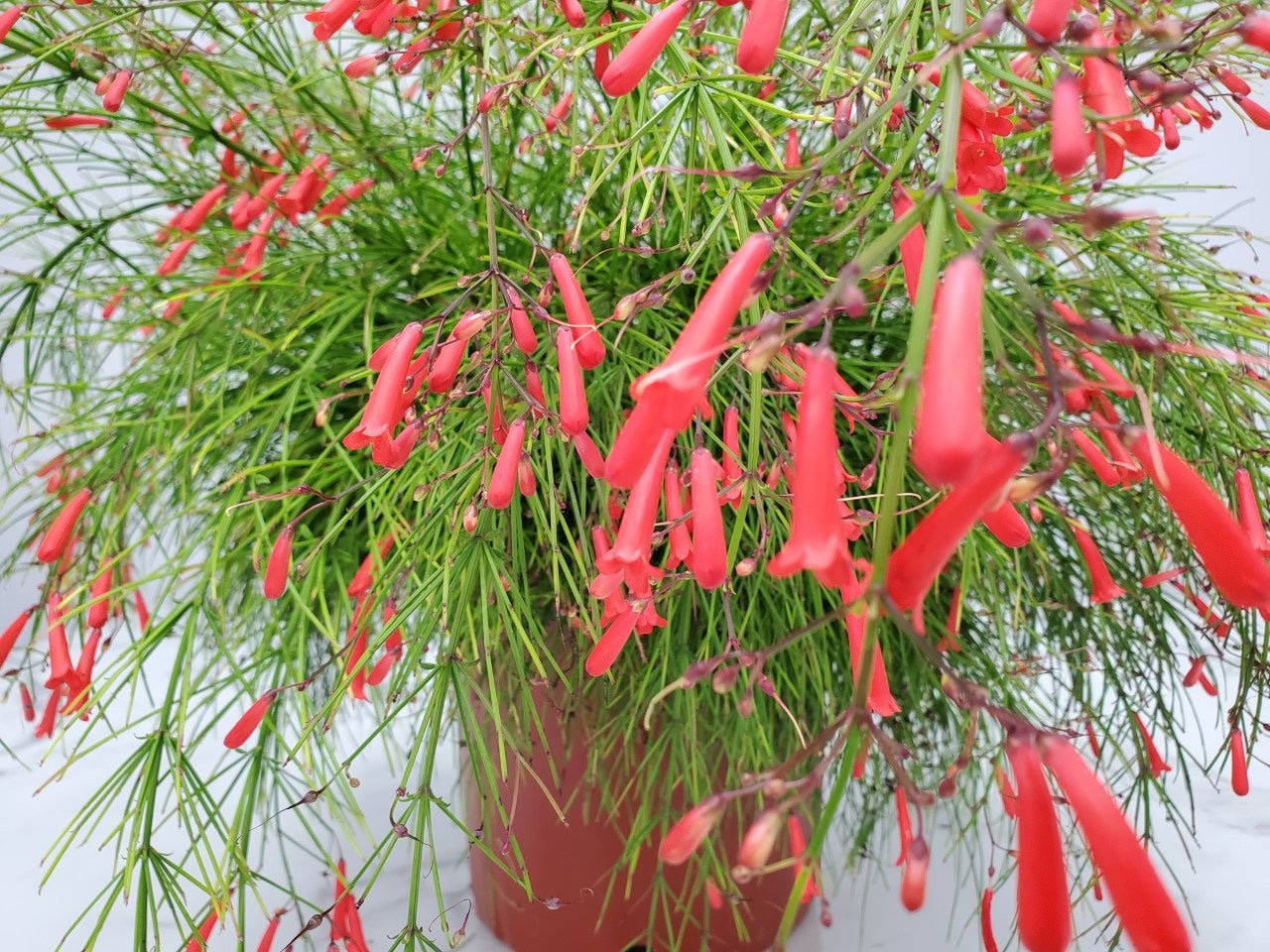 Red Firecracker Plant Bush - Overall Height 20" to 24" - Tropical ...