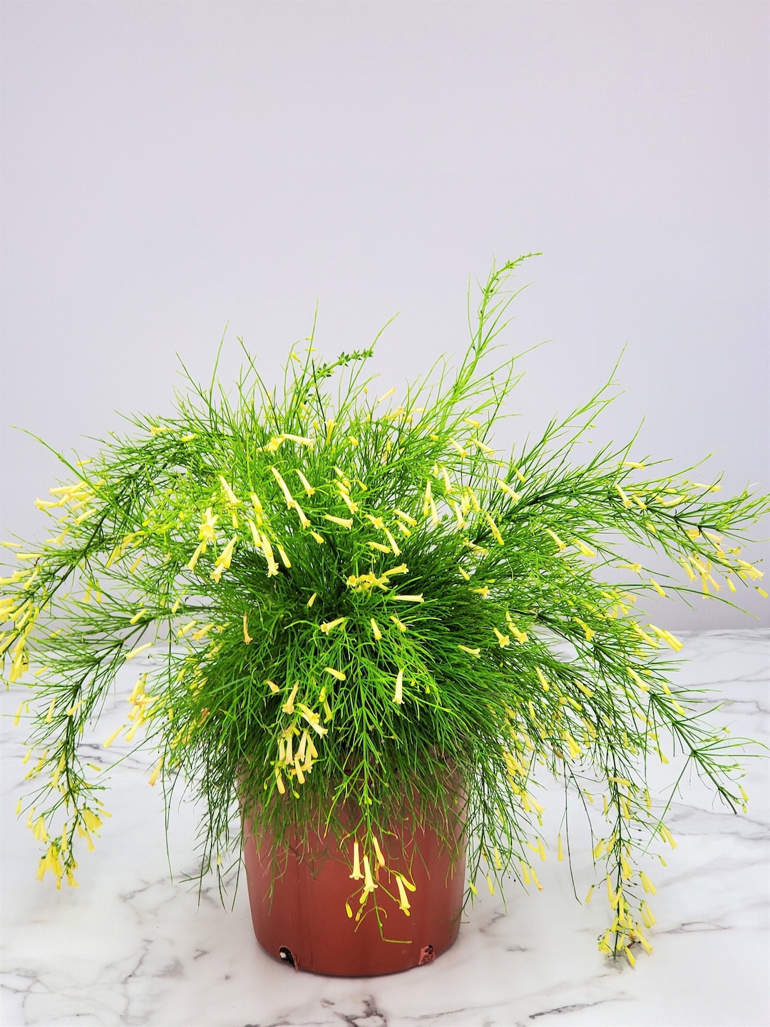 Firecracker Plant Yellow Flower Bushes Large Flowering Plant Outdoor ...