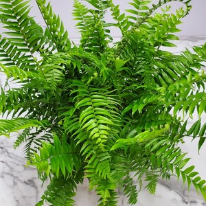 Macho Fern - Live Plant Outdoor Foliage - Overall Height 30" to 36 ...