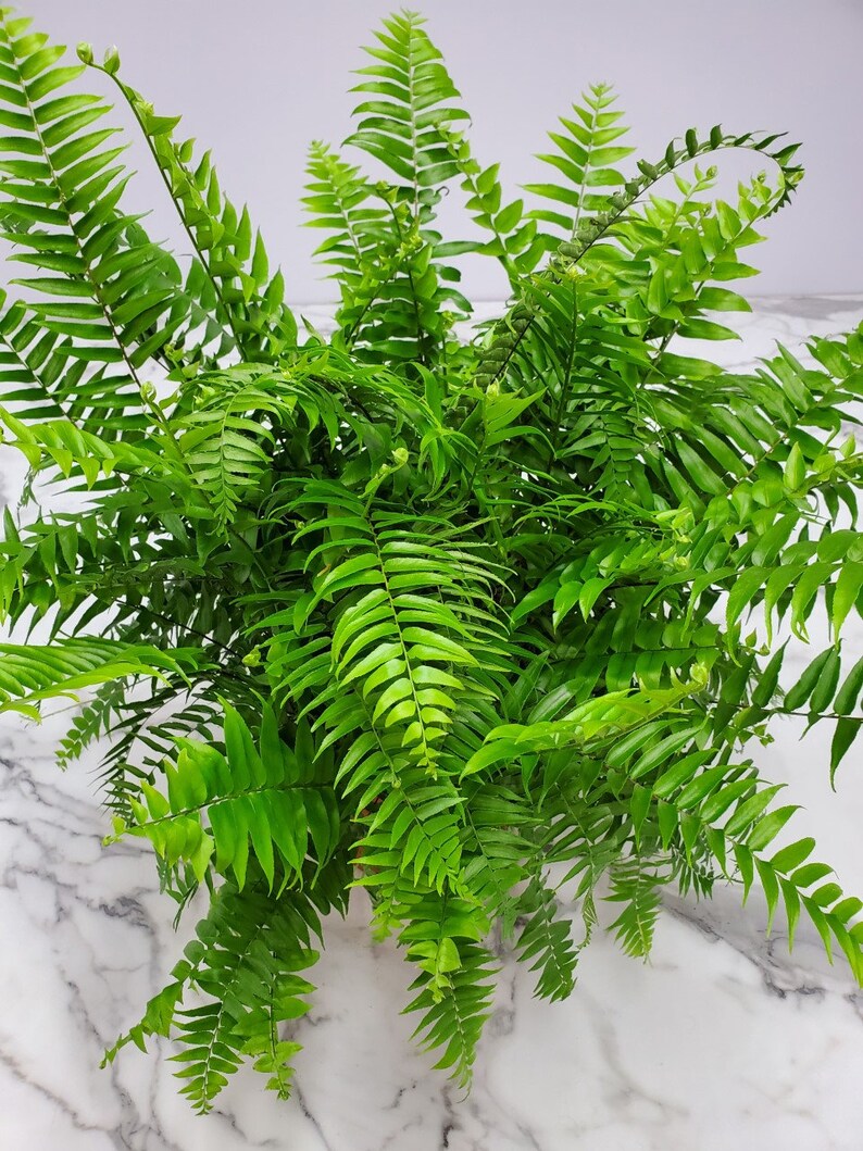 Macho Fern - Live Plant Outdoor Foliage - Overall Height 30" to 36 ...