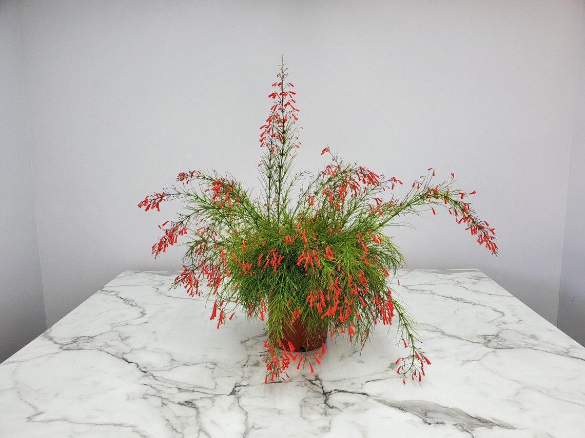 Red Firecracker Plant Bush Overall Height 20 to | Etsy