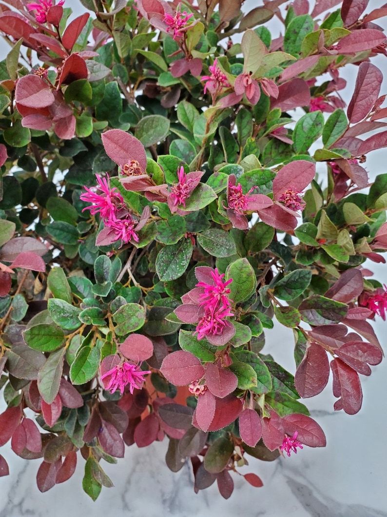 Loropetalum Plant Plum Delight Live Tropical Foliage Plant - Etsy