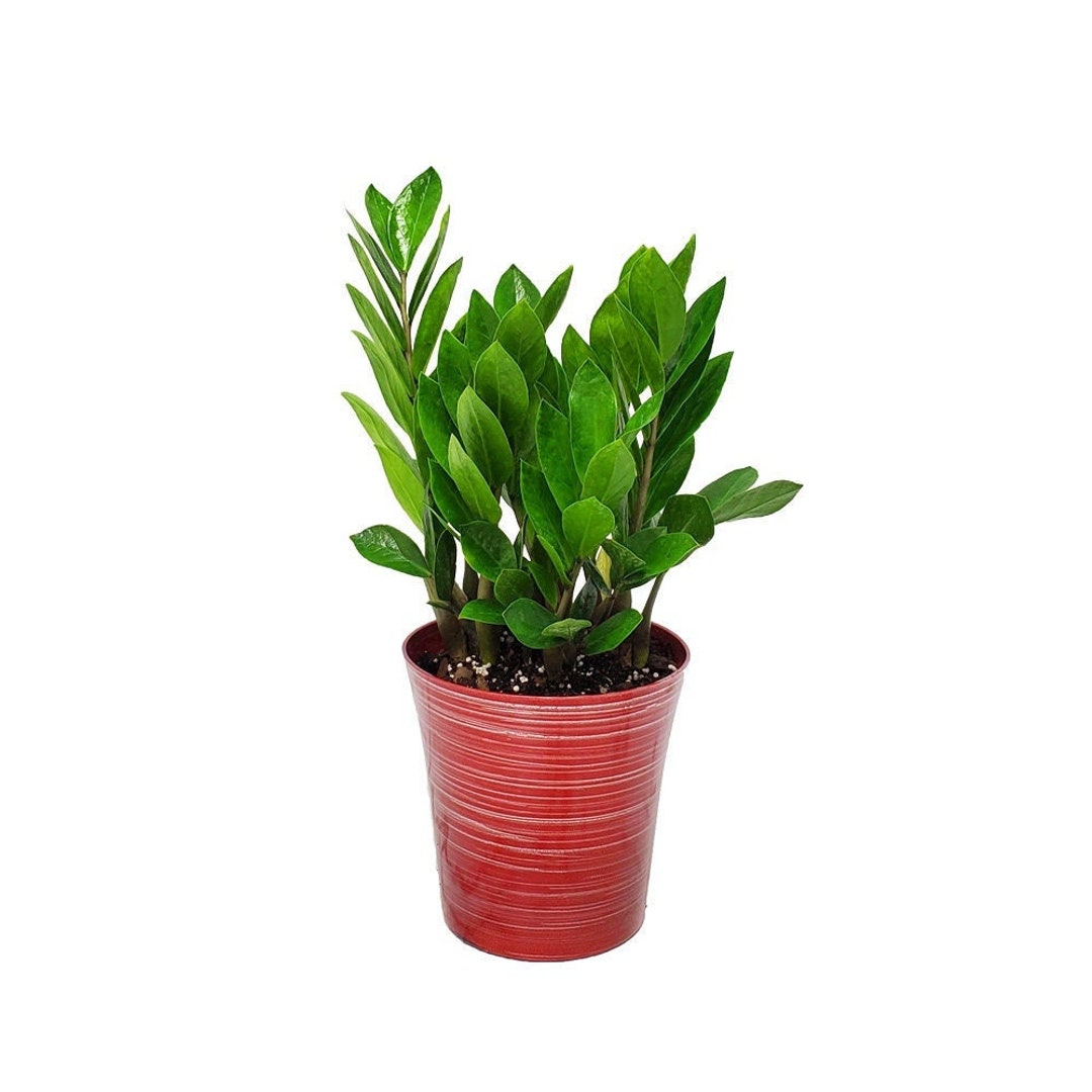 7" Metallic Frosted Red Planter - Lightweight Resin Pot - Indoor ...