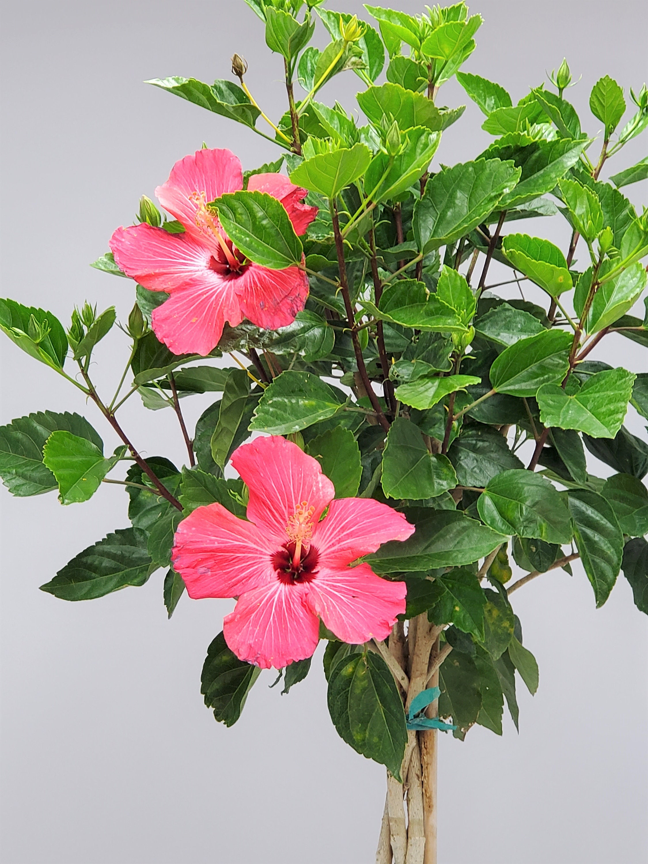 Pink Braided Hibiscus Tree Overall Height 44 to - Etsy