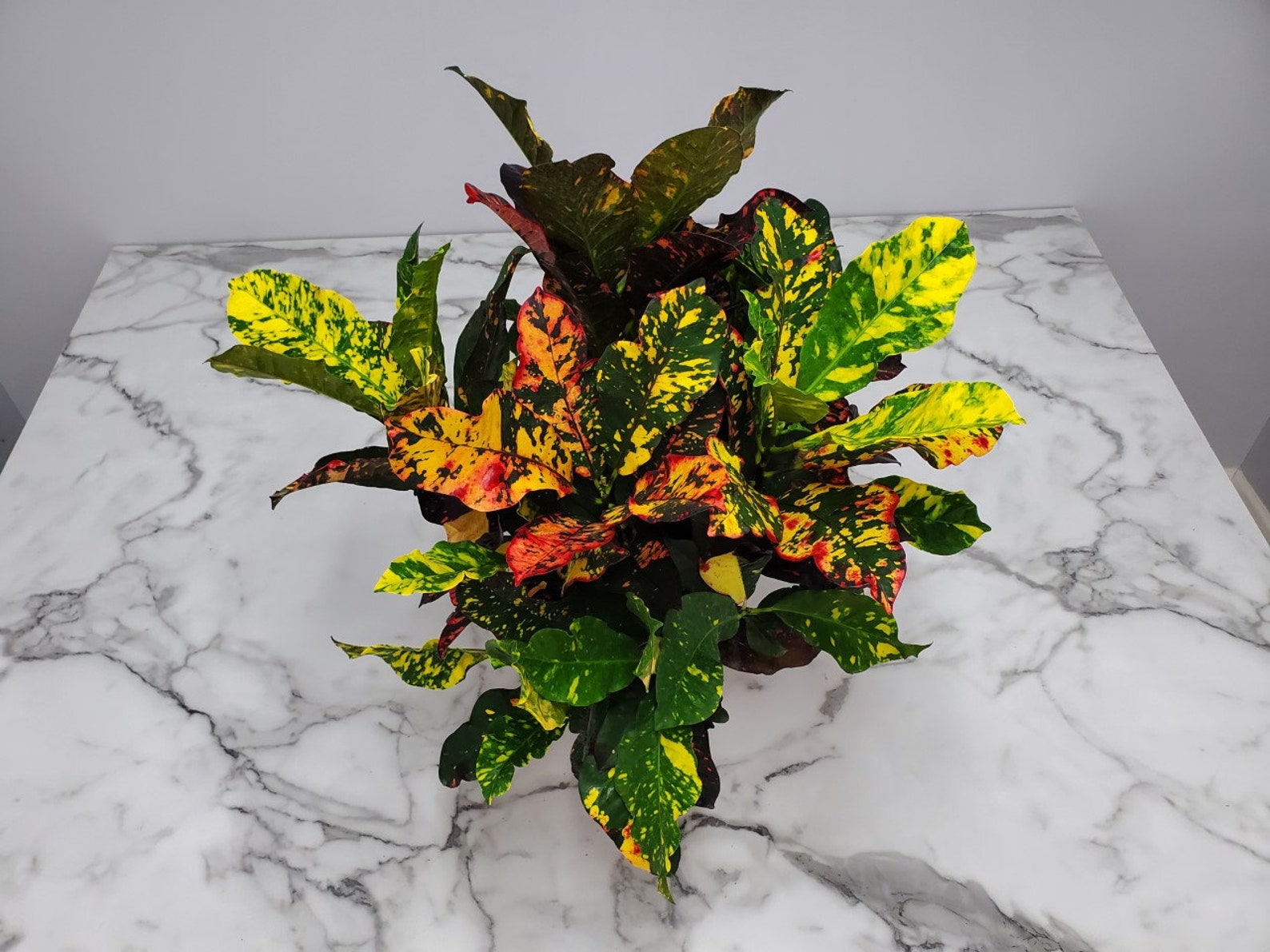 Croton Magnificent House Plants Large Easy Care Plants - Etsy