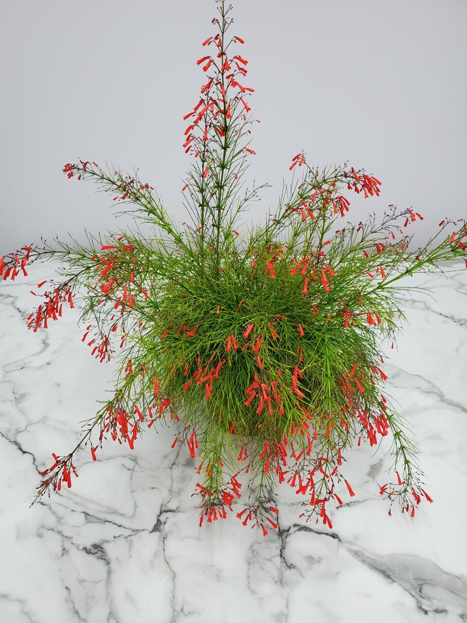 Red Firecracker Plant Bush Overall Height 20 to - Etsy