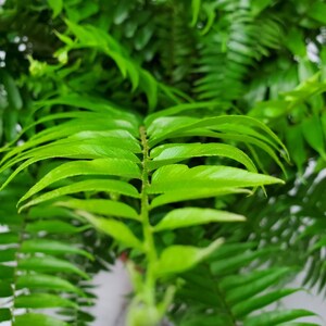 Macho Fern - Live Plant Outdoor Foliage - Overall Height 30" to 36 ...