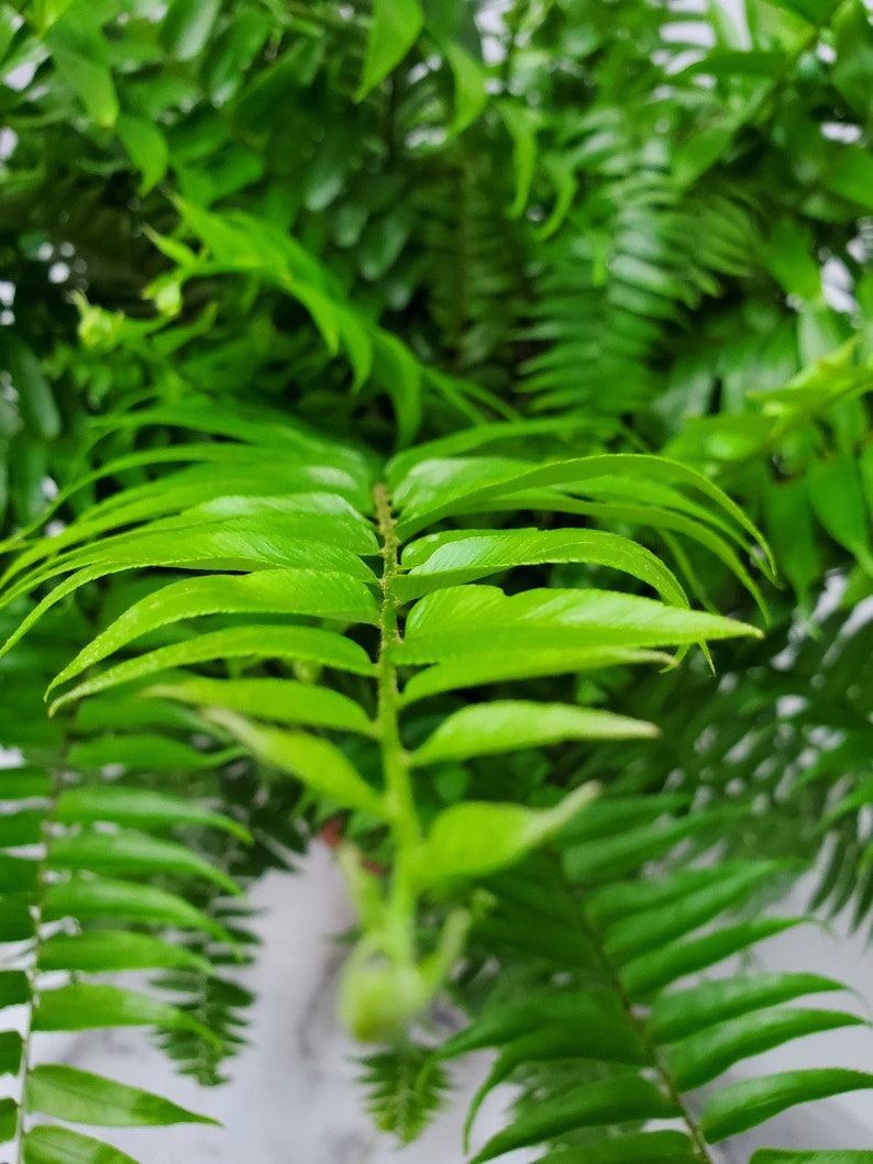 Macho Fern - Live Plant Outdoor Foliage - Overall Height 30" to 36 ...