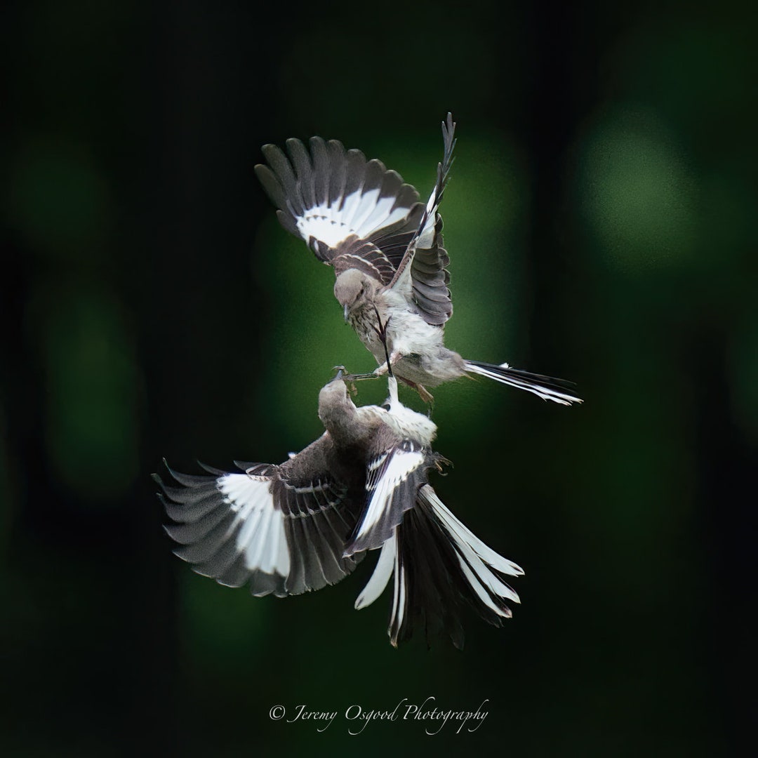 Mockingbirds in Flight | Detailed Canvas Print | Square Wall Art - Etsy